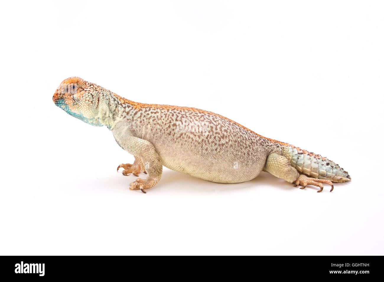 Omani spiny-tailed lizard (Uromastyx thomasi Stock Photo - Alamy