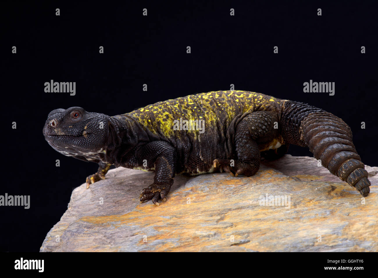 Mali mastigure (Uromastyx maliensis Stock Photo - Alamy