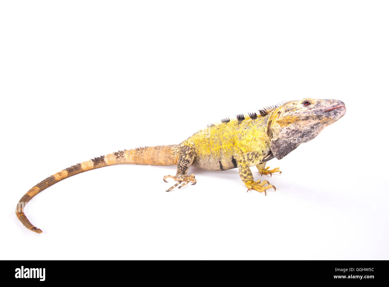 Ctenosaura pectinata hi-res stock photography and images - Alamy