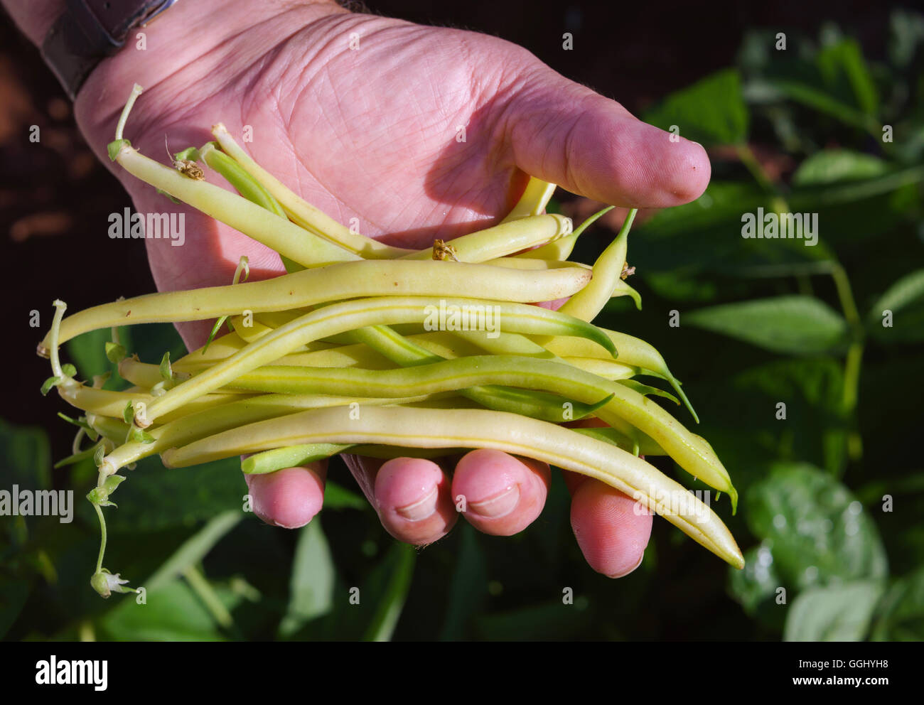 Yellow beans fresh from the garden Stock Photo - Alamy