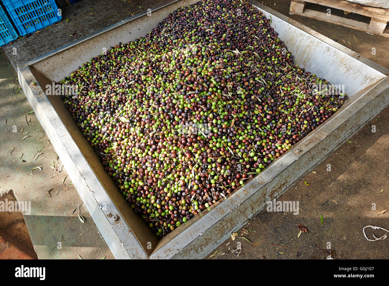 olives are processed at the mill to get the oil Stock Photo - Alamy