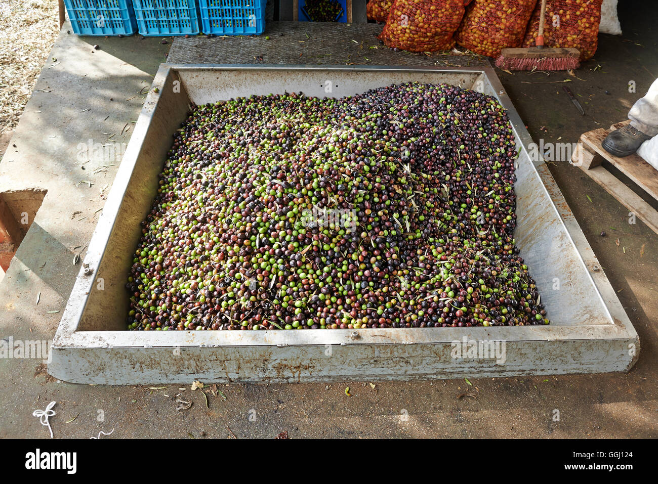olives are processed at the mill to get the oil Stock Photo - Alamy
