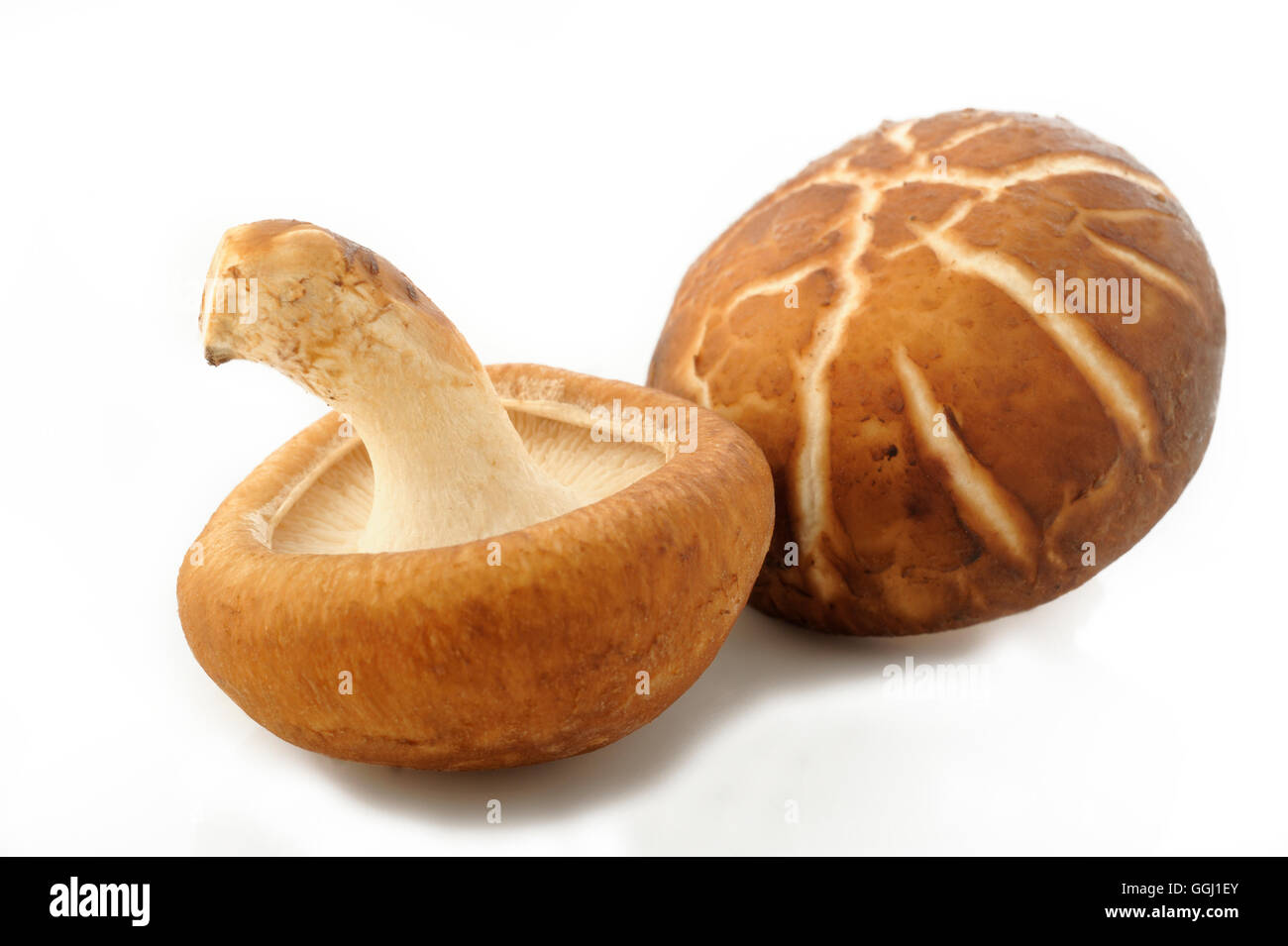 Fresh shiitake mushroom isolated on white background Stock Photo - Alamy