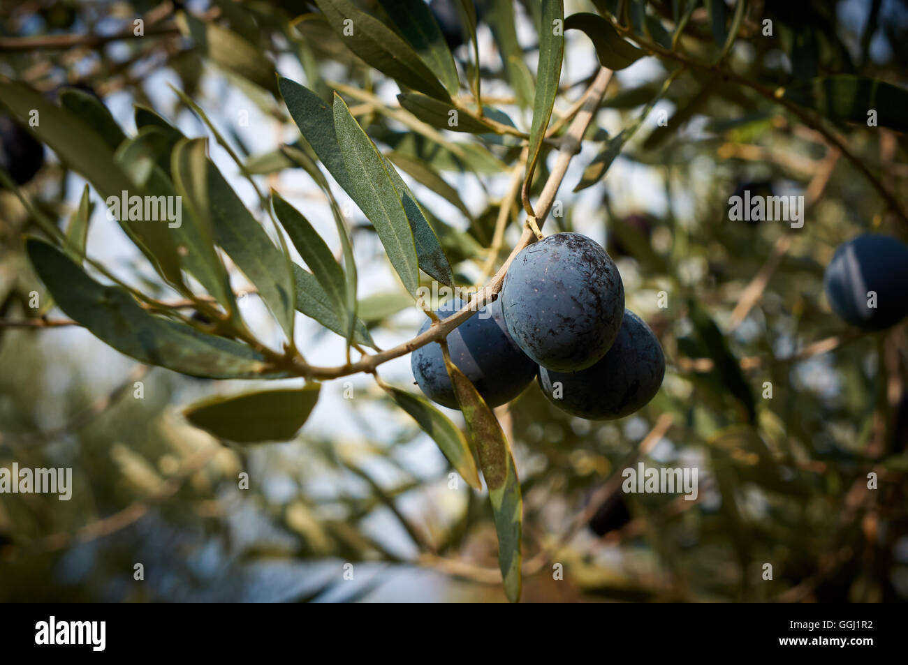 Ripe green olives on branch hi-res stock photography and images - Alamy