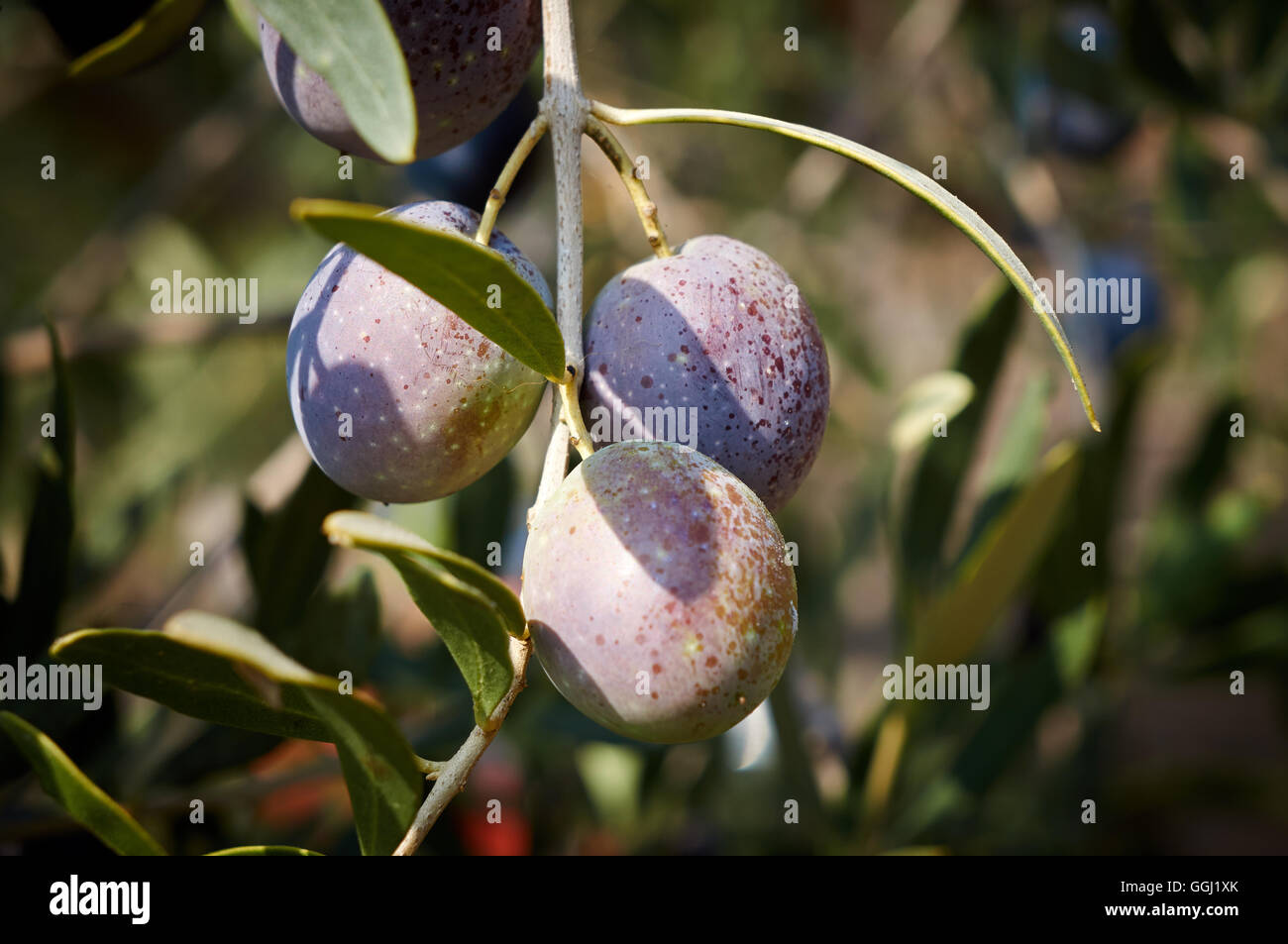 Ripe green olives on branch hi-res stock photography and images - Alamy