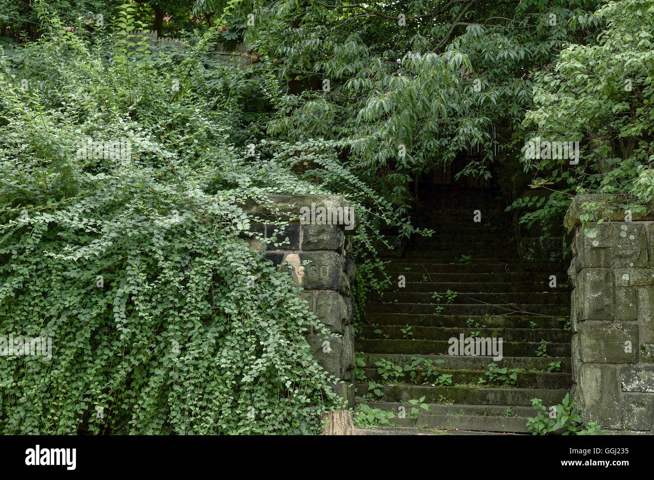 Ivy and foliage overgrowth around a stone stairway Stock Photo - Alamy