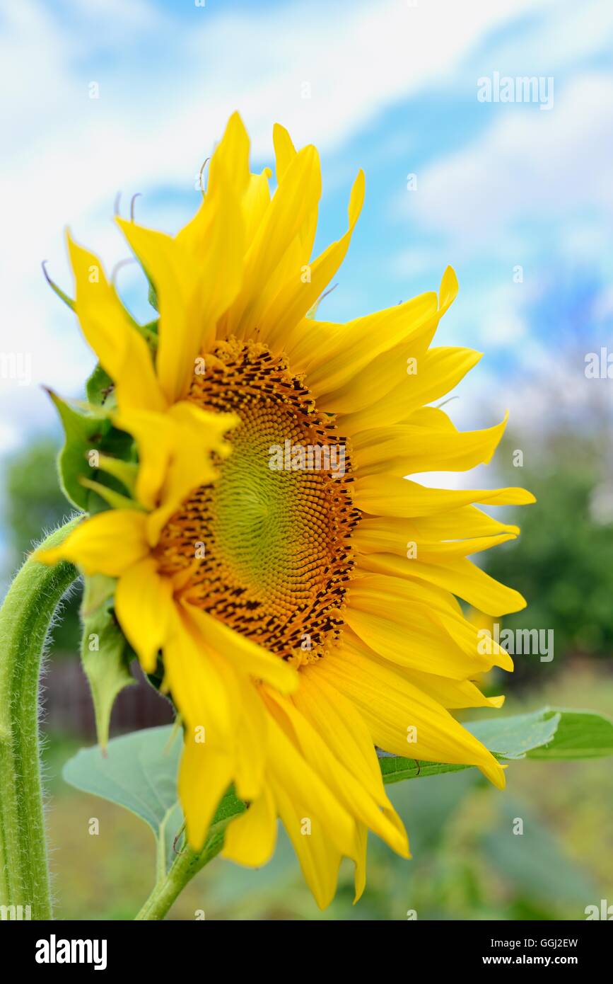 Sunflower with sky background Stock Photo - Alamy