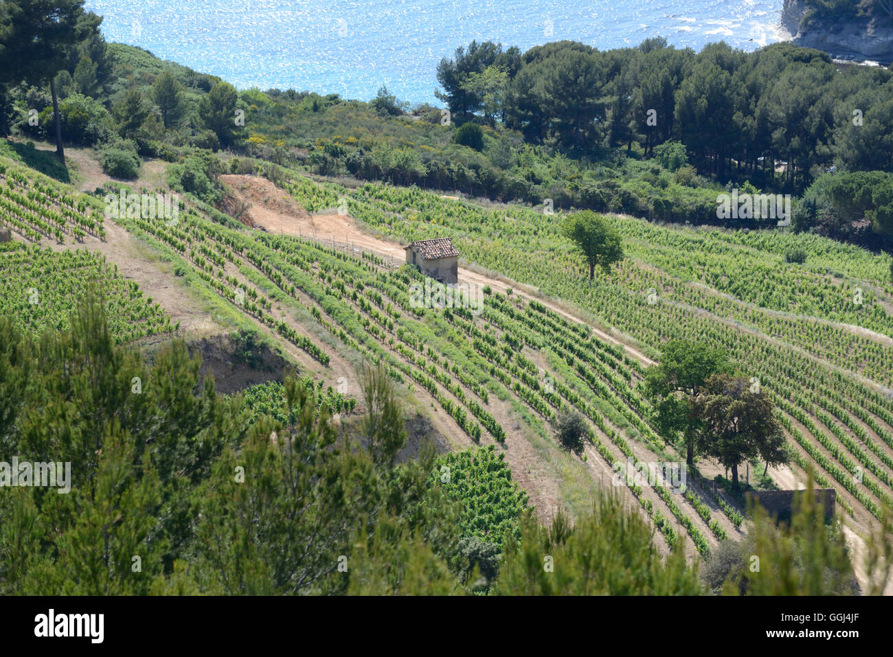 Cassis Vineyards or Vineyard Terraces and Mediterranean Sea Cassis ...