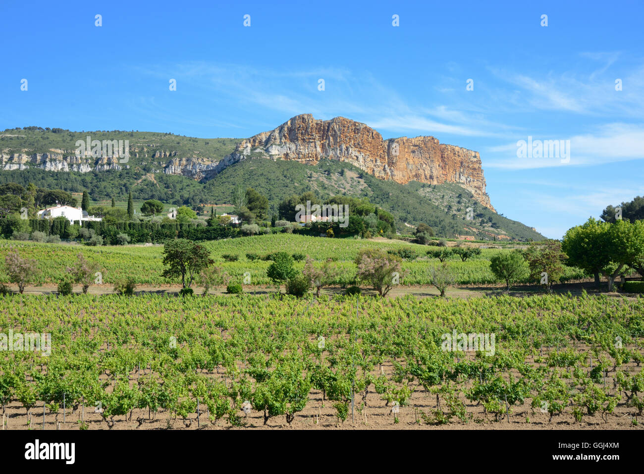Cassis vineyard hi-res stock photography and images - Alamy