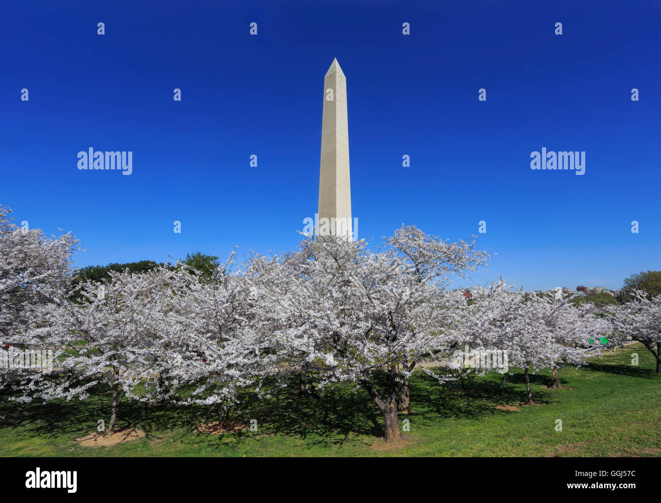 The Washington Monument And Cherry Trees In Full Bloom on a Sunny ...