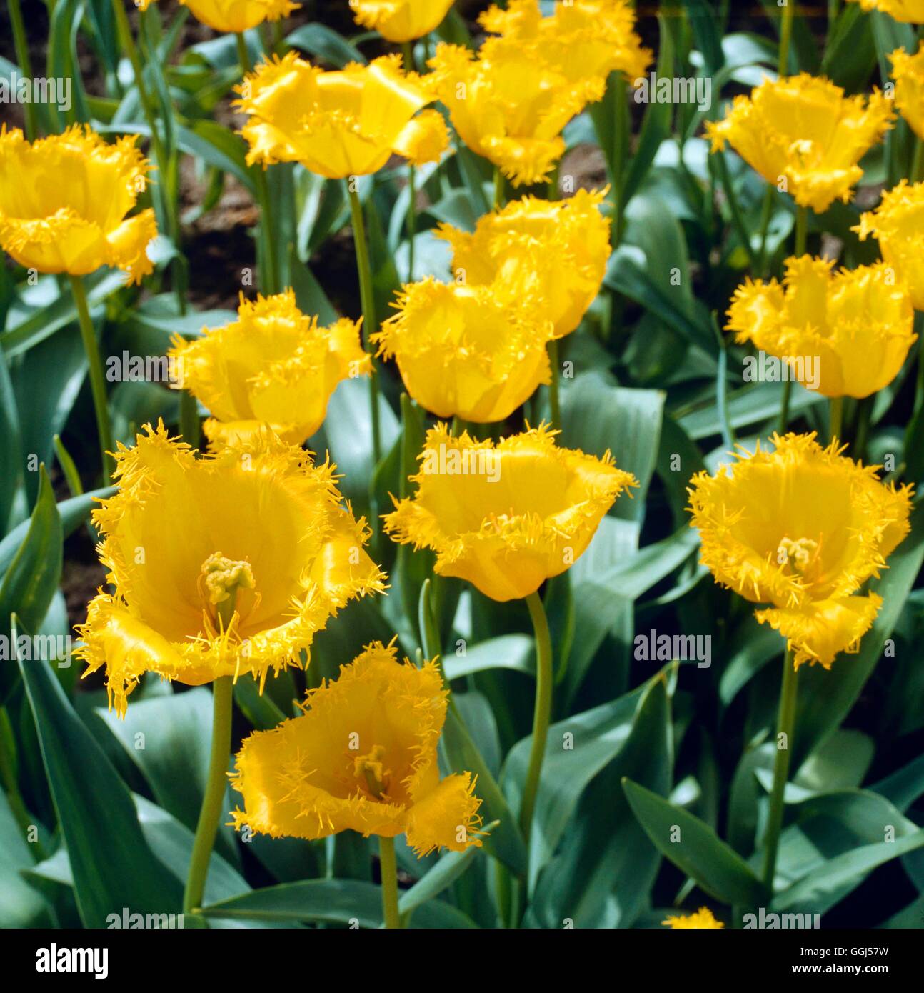 Tulipa - `Hamilton' AGM (Fringed) BUL049940 Stock Photo - Alamy