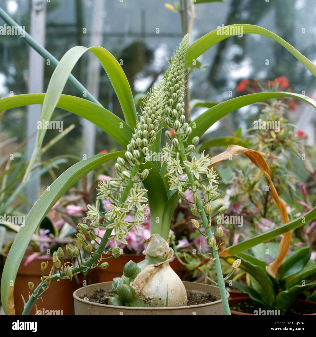 Bul050351 hi-res stock photography and images - Alamy