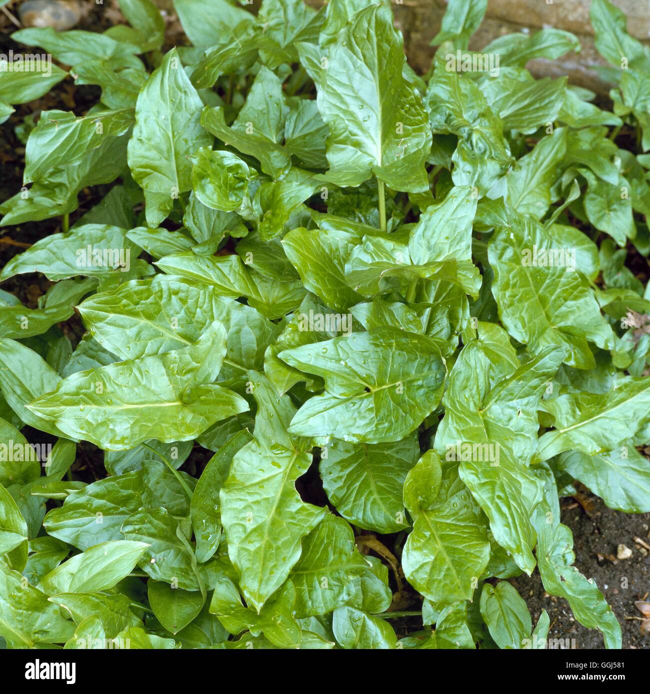 Arum leaves hi-res stock photography and images - Alamy