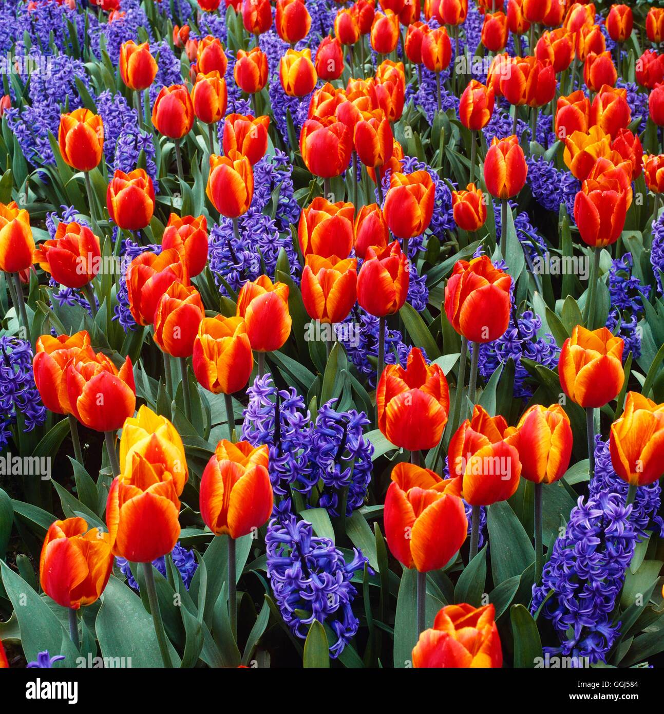 Hyacinthus orientalis `ostara hi-res stock photography and images - Alamy