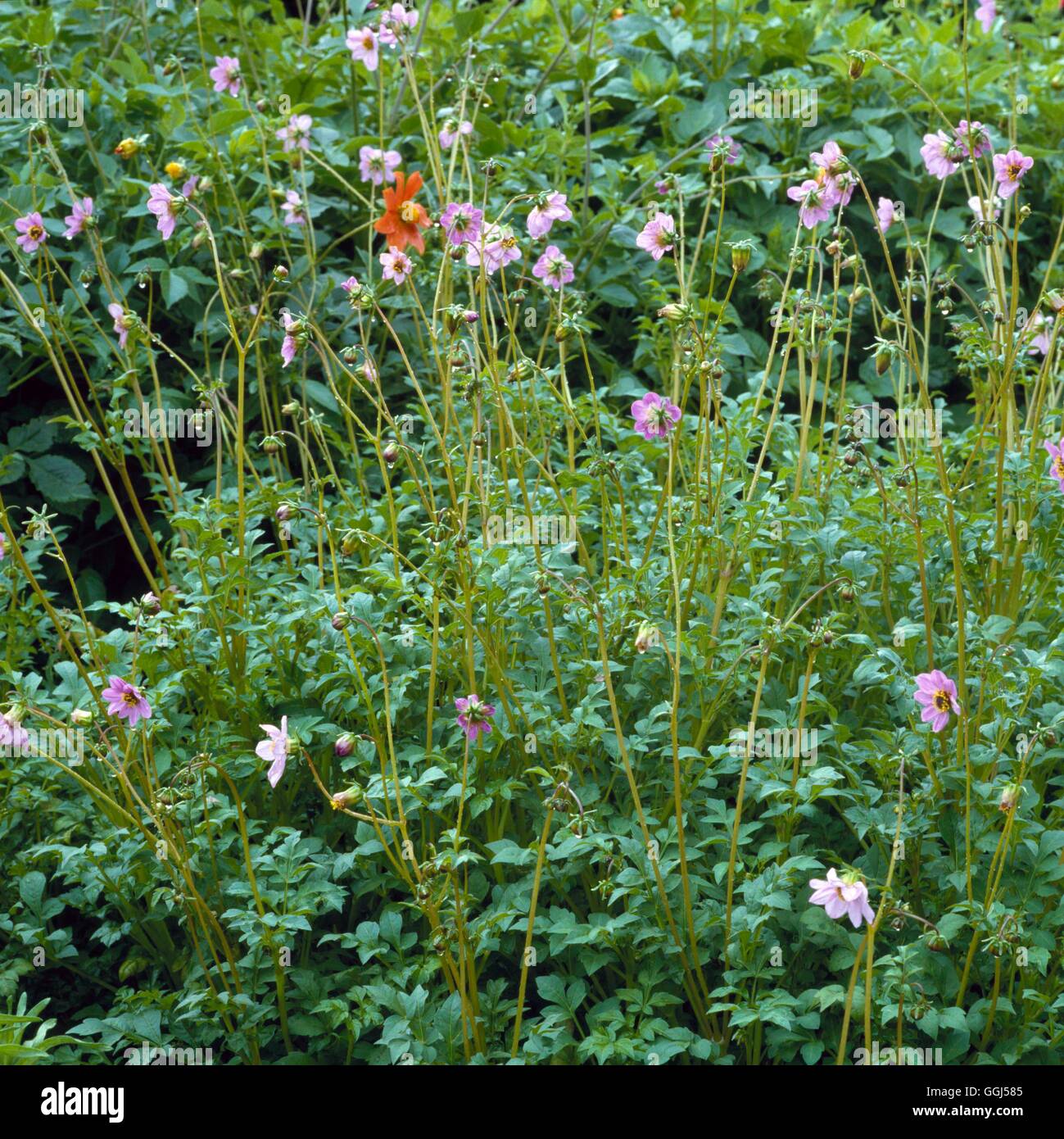 Merckii dahlia hi-res stock photography and images - Alamy