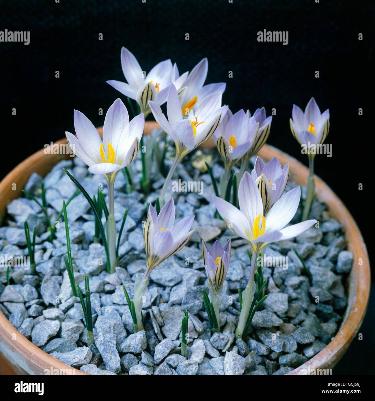 Crocus reticulatus hi-res stock photography and images - Alamy