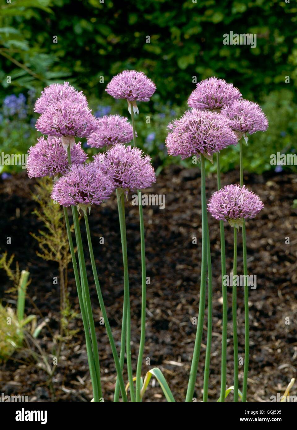 Allium stipitatum hi-res stock photography and images - Alamy