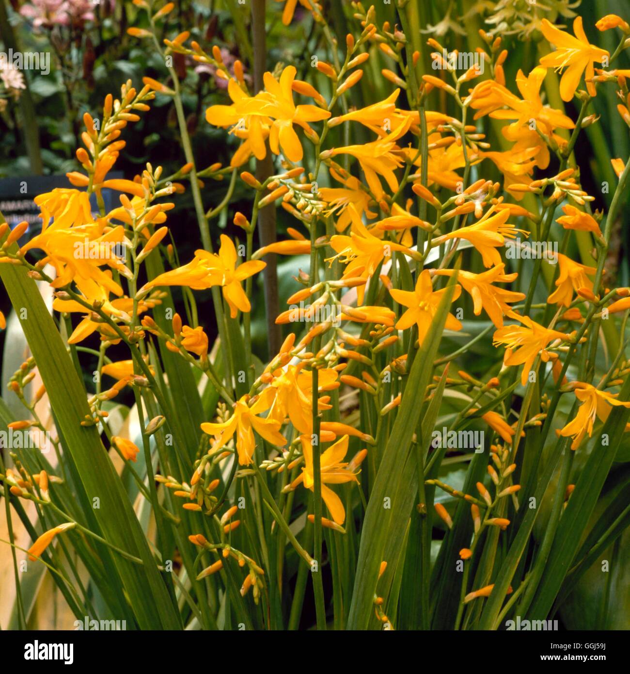 Crocosmia x crocosmiiflora - `George Davison' BUL058357 Stock Photo - Alamy