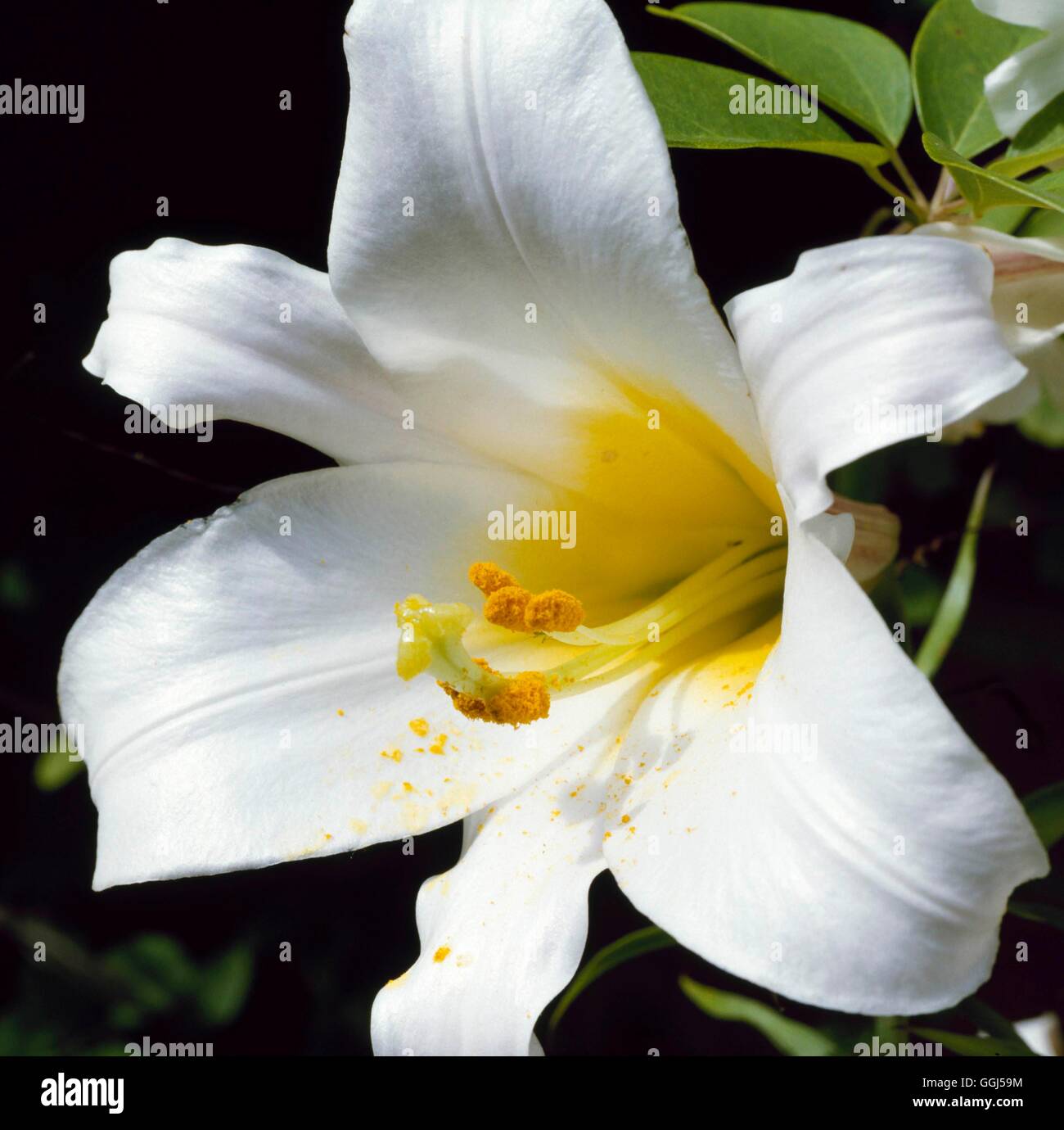 Lilium regale AGM- - Regal Lily BUL059173 /Pho Stock Photo - Alamy