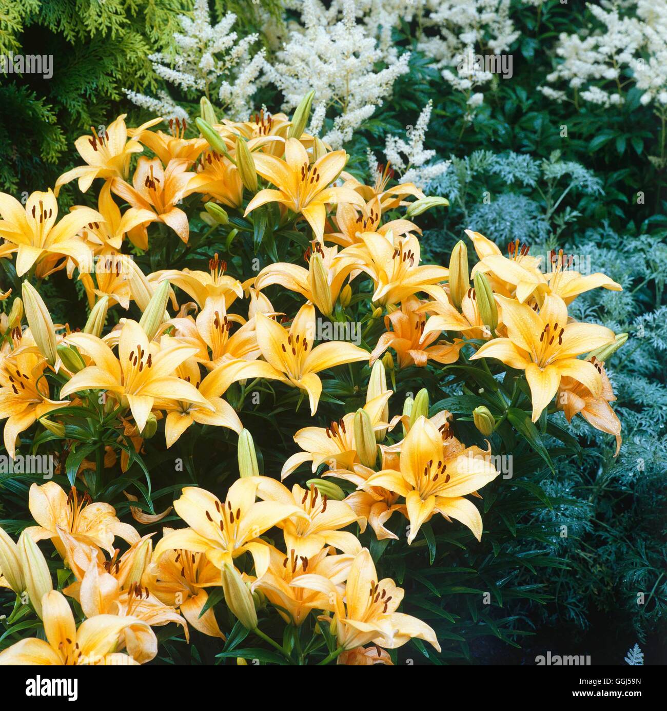 Lily lilium golden pixie hi-res stock photography and images - Alamy