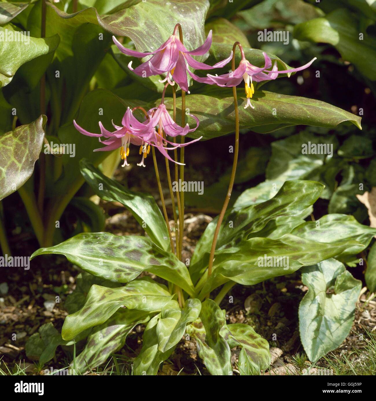 Erythronium revolutum hi-res stock photography and images - Alamy