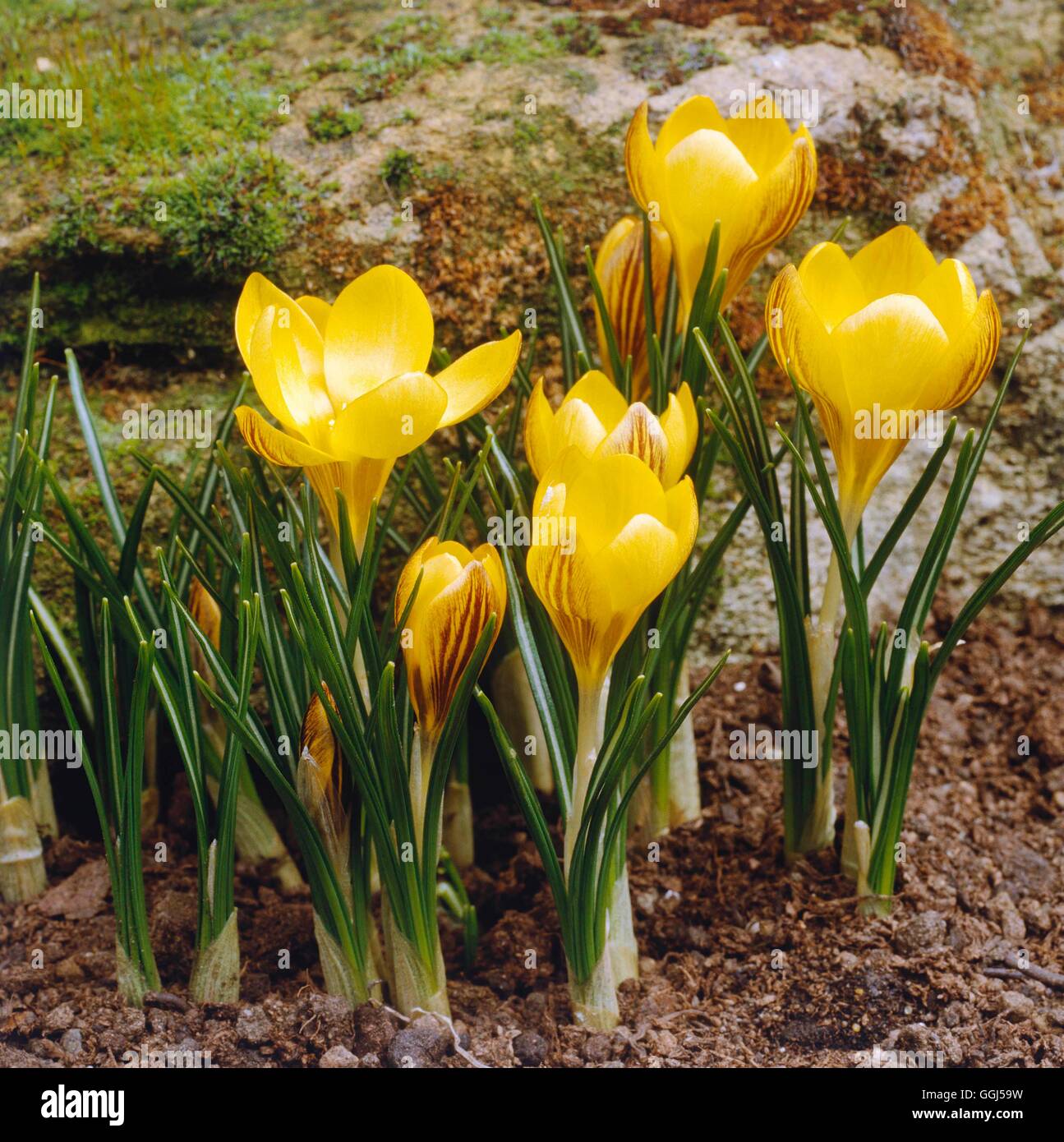 Crocus chrysanthus fuscotinctus hi-res stock photography and images - Alamy
