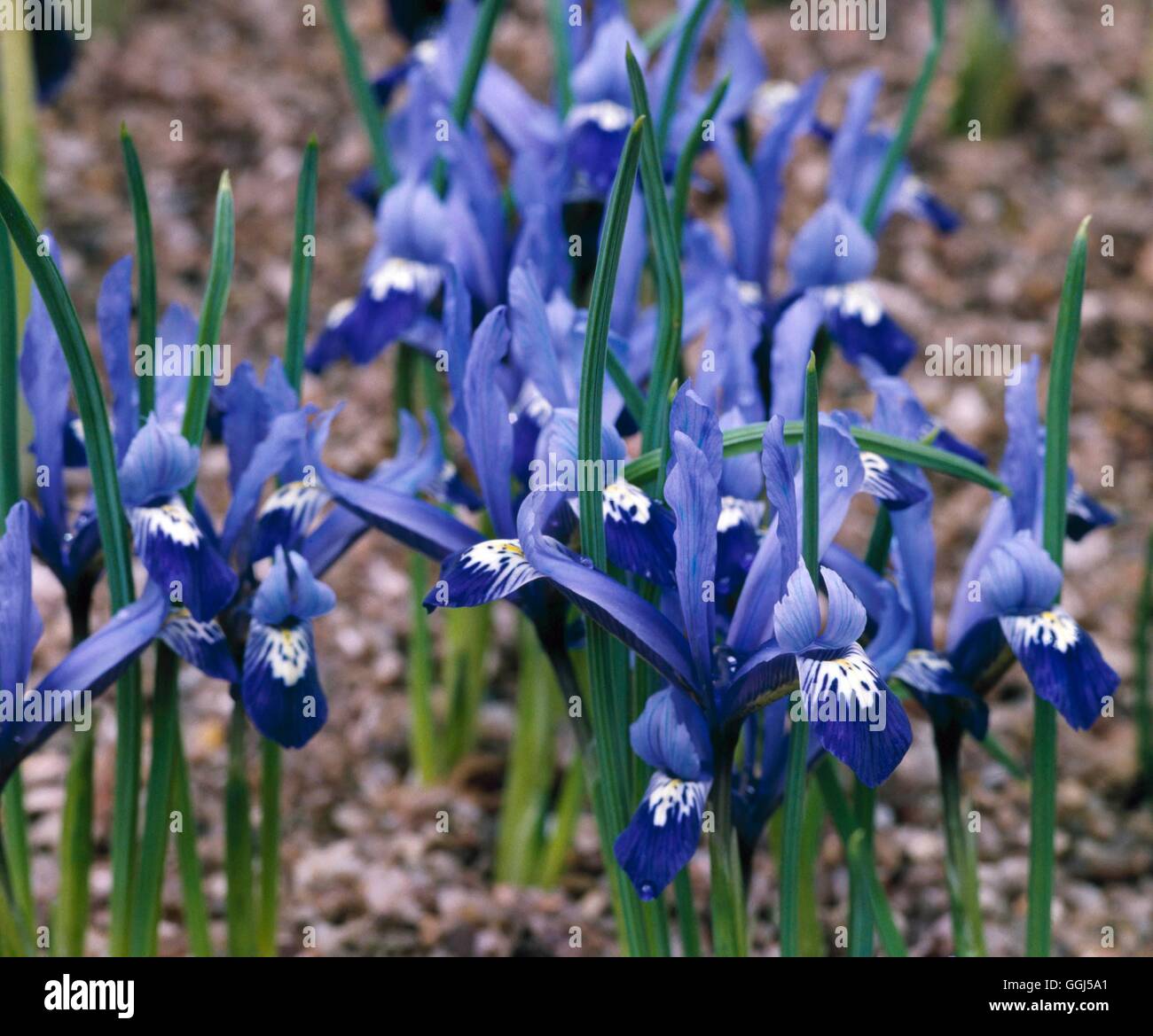 Iris - `Spring Time' (Reticulata) BUL060505 Stock Photo - Alamy
