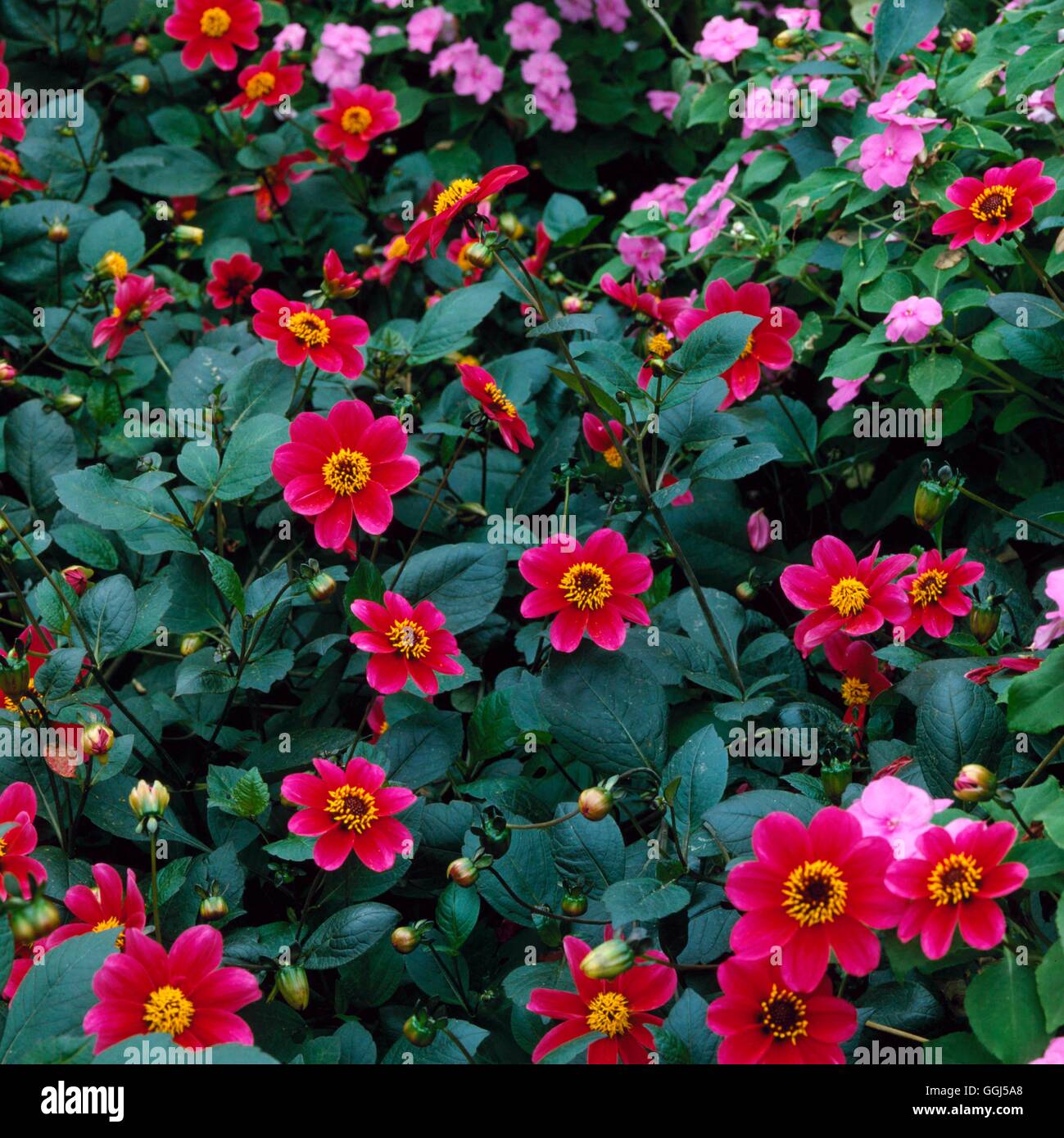 Mignon Dahlia Dahlia Stock Photos & Mignon Dahlia Dahlia Stock Images ...