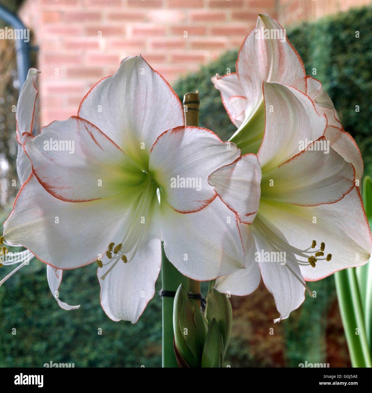 Picotee hi-res stock photography and images - Alamy