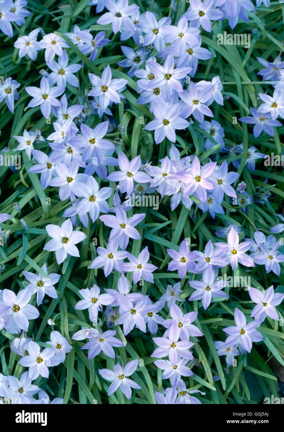 Ipheion uniflorum - `Wisley Blue' BUL061256 Stock Photo - Alamy