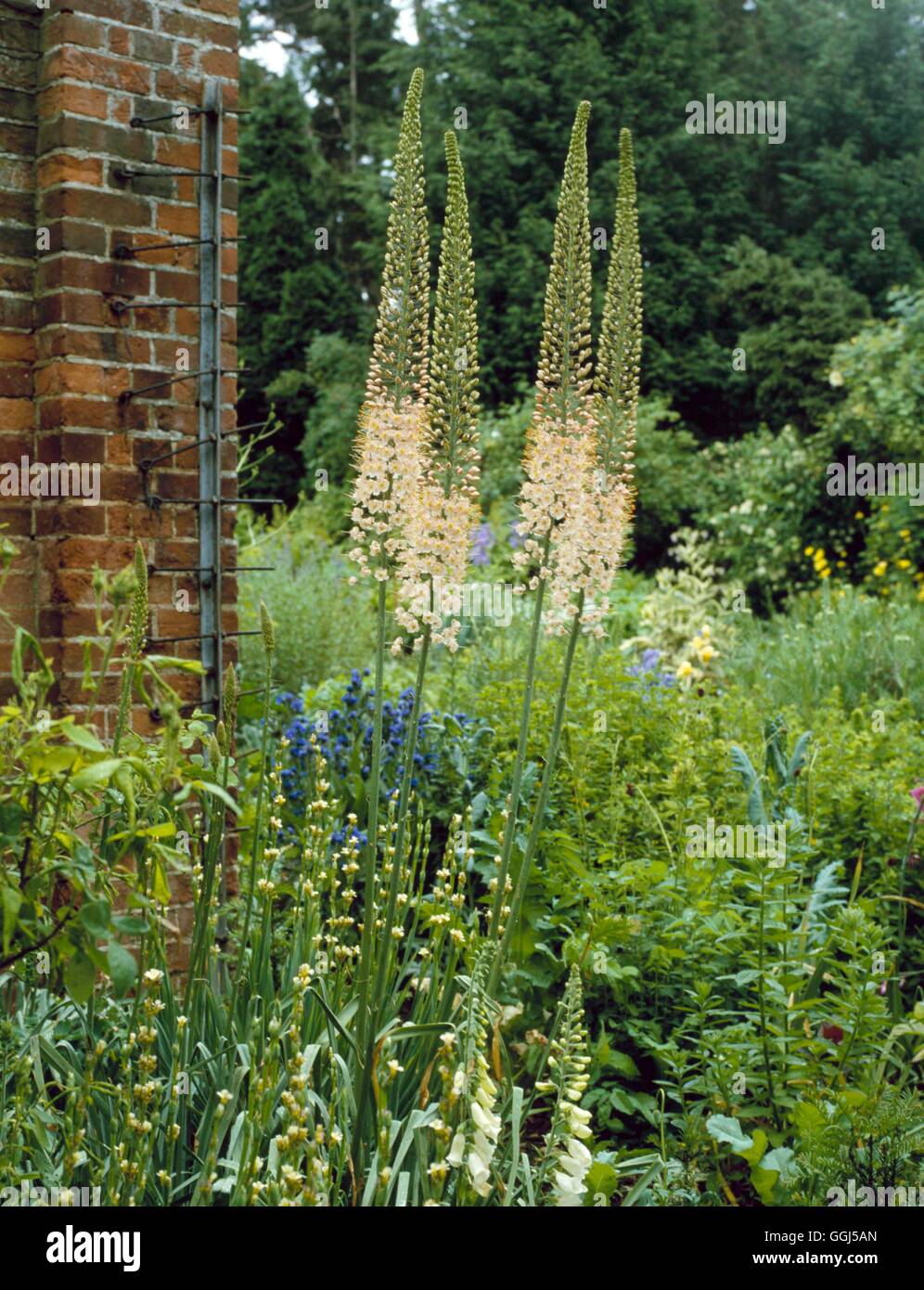 Eremurus robustus hi-res stock photography and images - Alamy