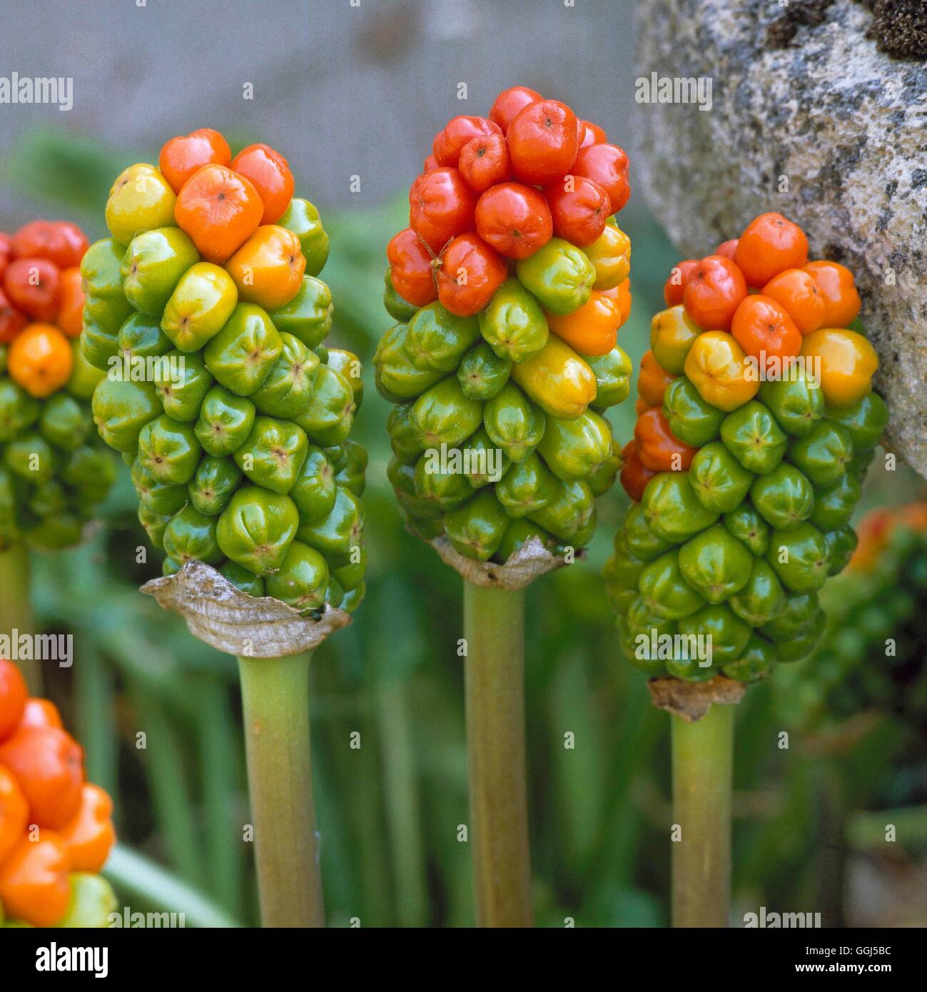 Arum italicum - subsp. italicum `Marmoratum' AGM. showing seed heads ...