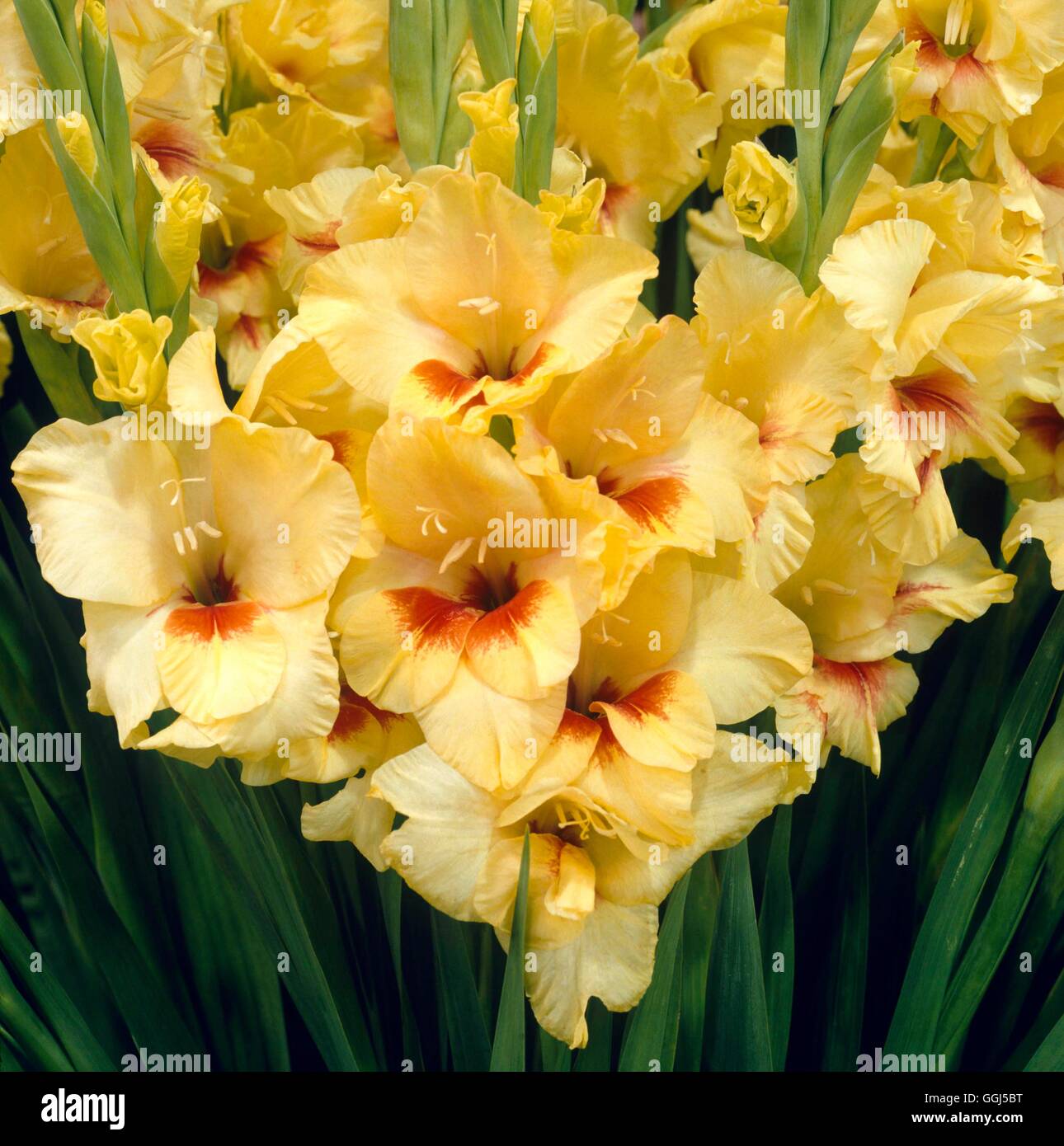 Yellow gladiolus hi-res stock photography and images - Alamy