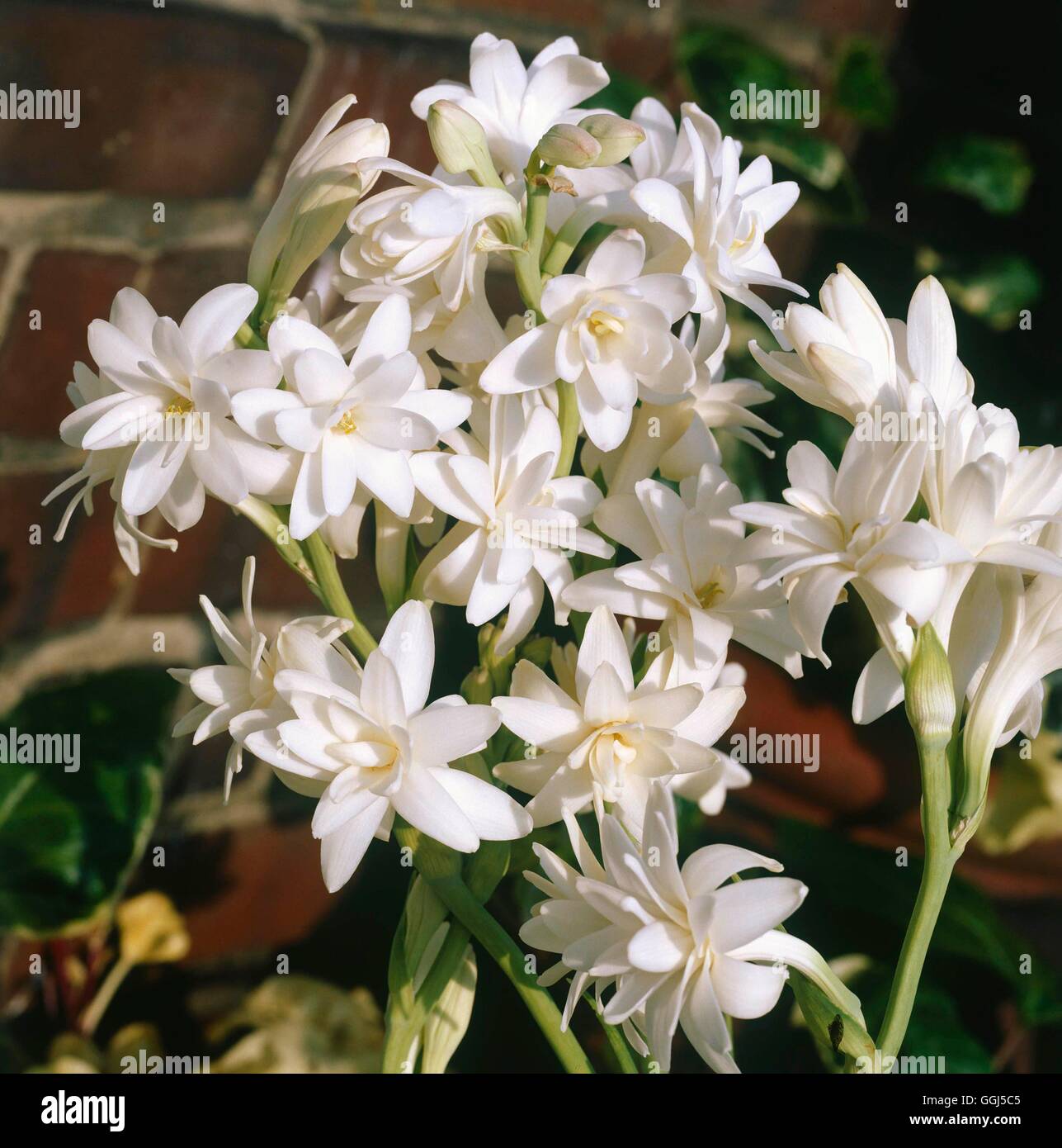 Polianthes tuberosa hi-res stock photography and images - Alamy