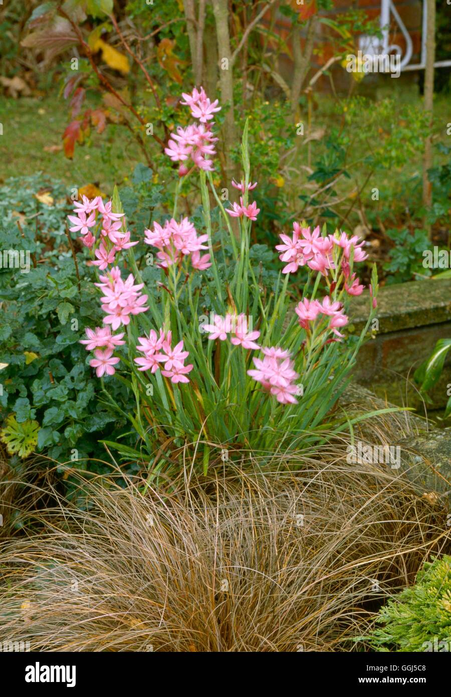 Schizostylis coccinea - `Fenland Daybreak' BUL065348 Stock Photo - Alamy