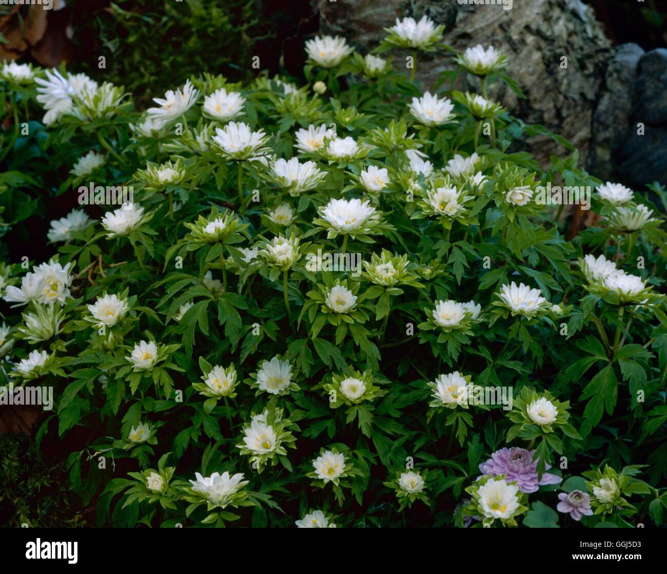 Anemone nemorosa bracteata pleniflora hi-res stock photography and ...