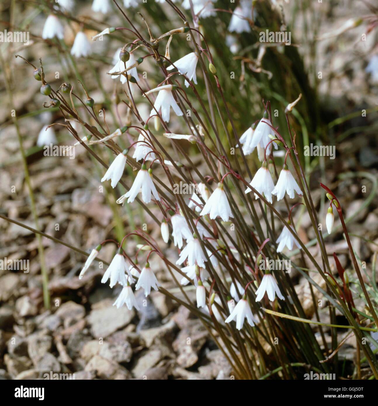 Leucojum autumnale AGM BUL072232 Stock Photo - Alamy