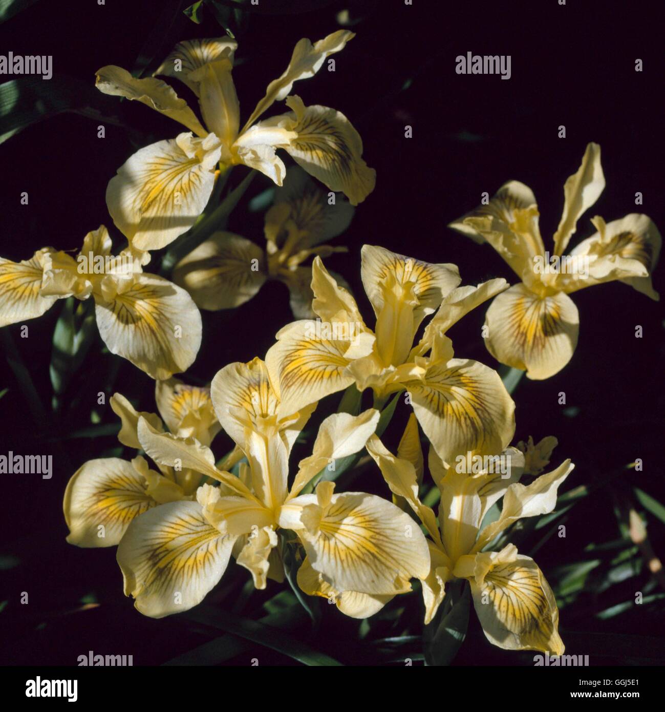 Cream iris hi-res stock photography and images - Alamy