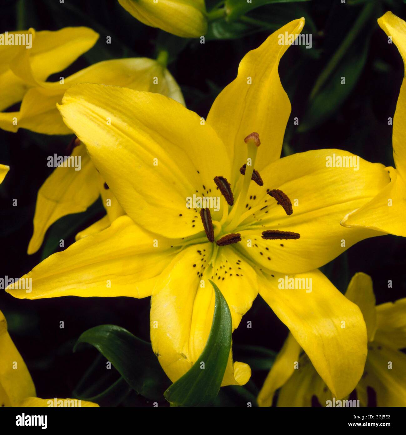 Yellow la hybrid lily hi-res stock photography and images - Alamy