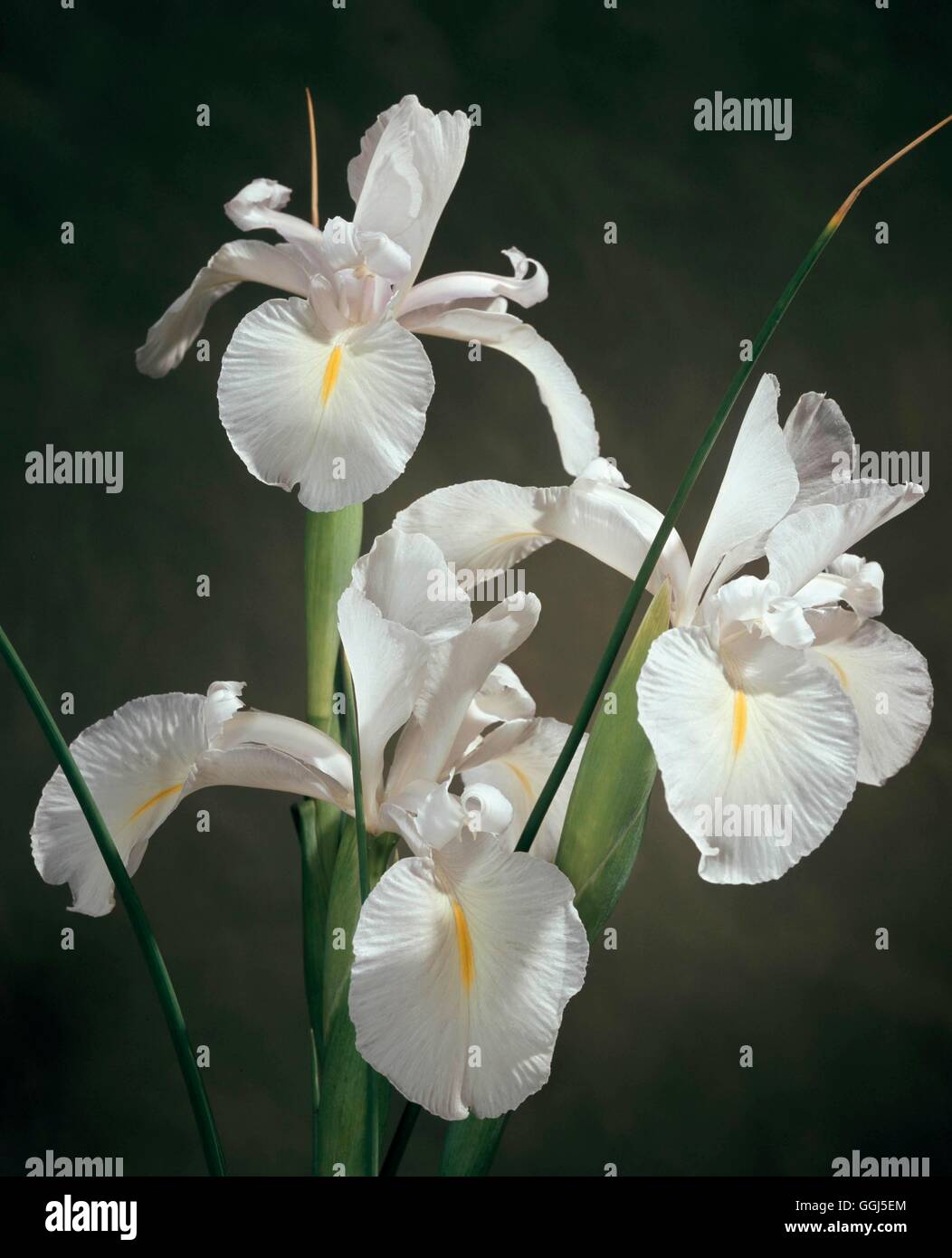 Iris xiphioides - `Mont Blanc'- - English Iris BUL074409 Stock Photo ...