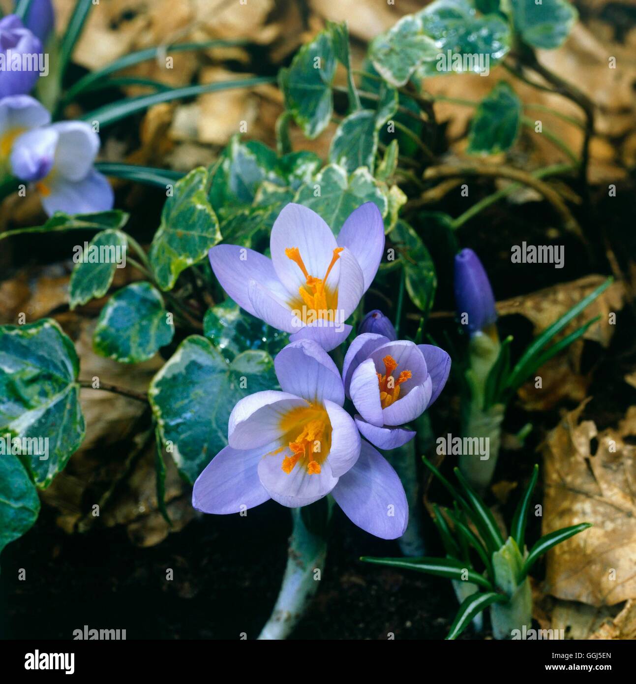 Crocus atticus hi-res stock photography and images - Alamy