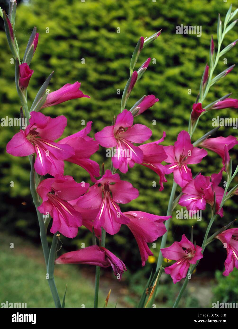 Gladiolus communis byzantinus hi-res stock photography and images - Alamy