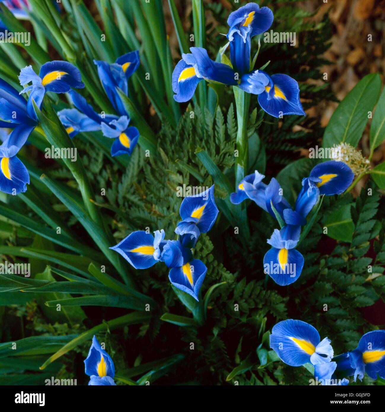 Iris blue diamond hi-res stock photography and images - Alamy