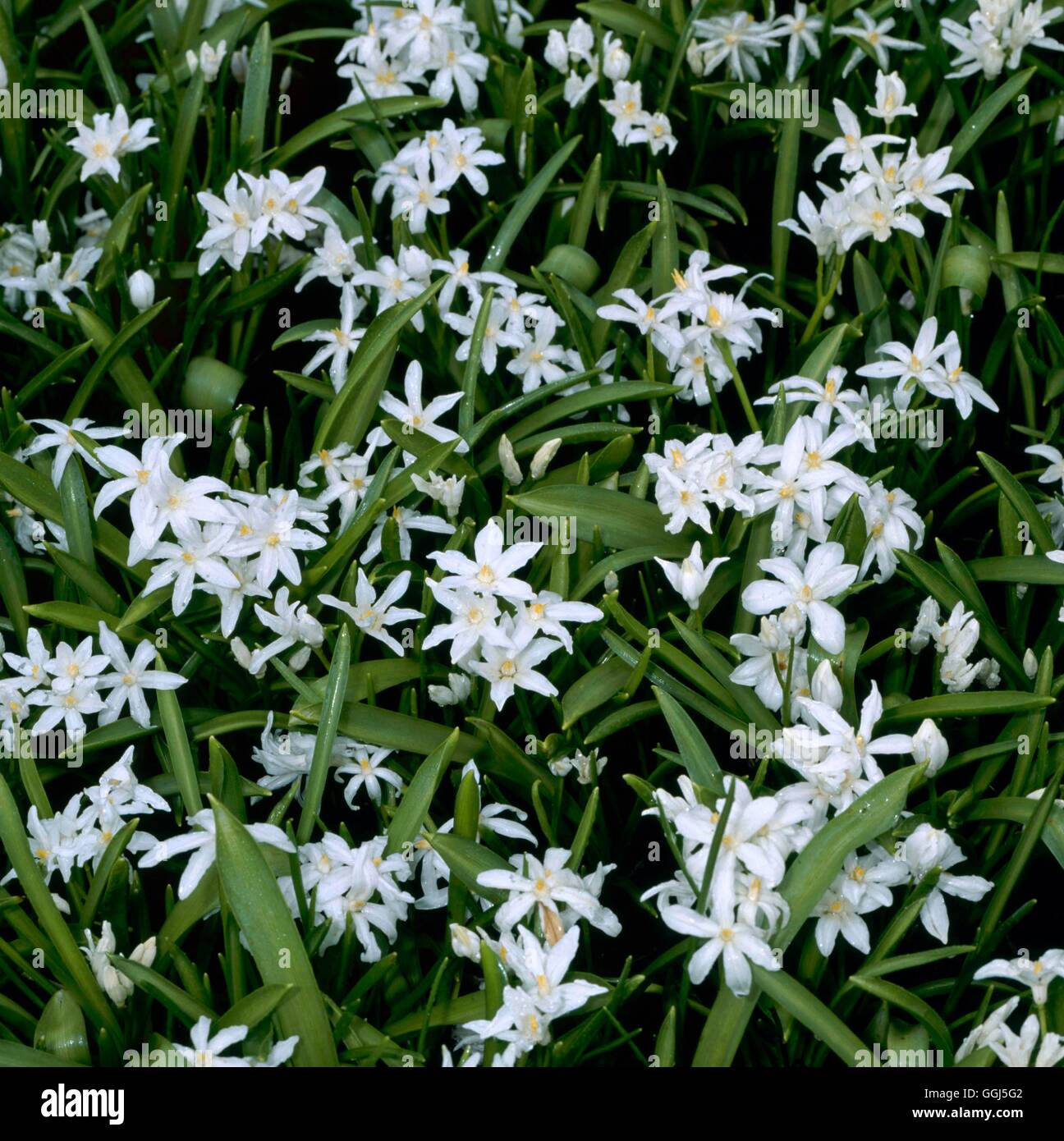 Chionodoxa luciliae - Gigantea Group `Alba' BUL077443 Stock Photo - Alamy