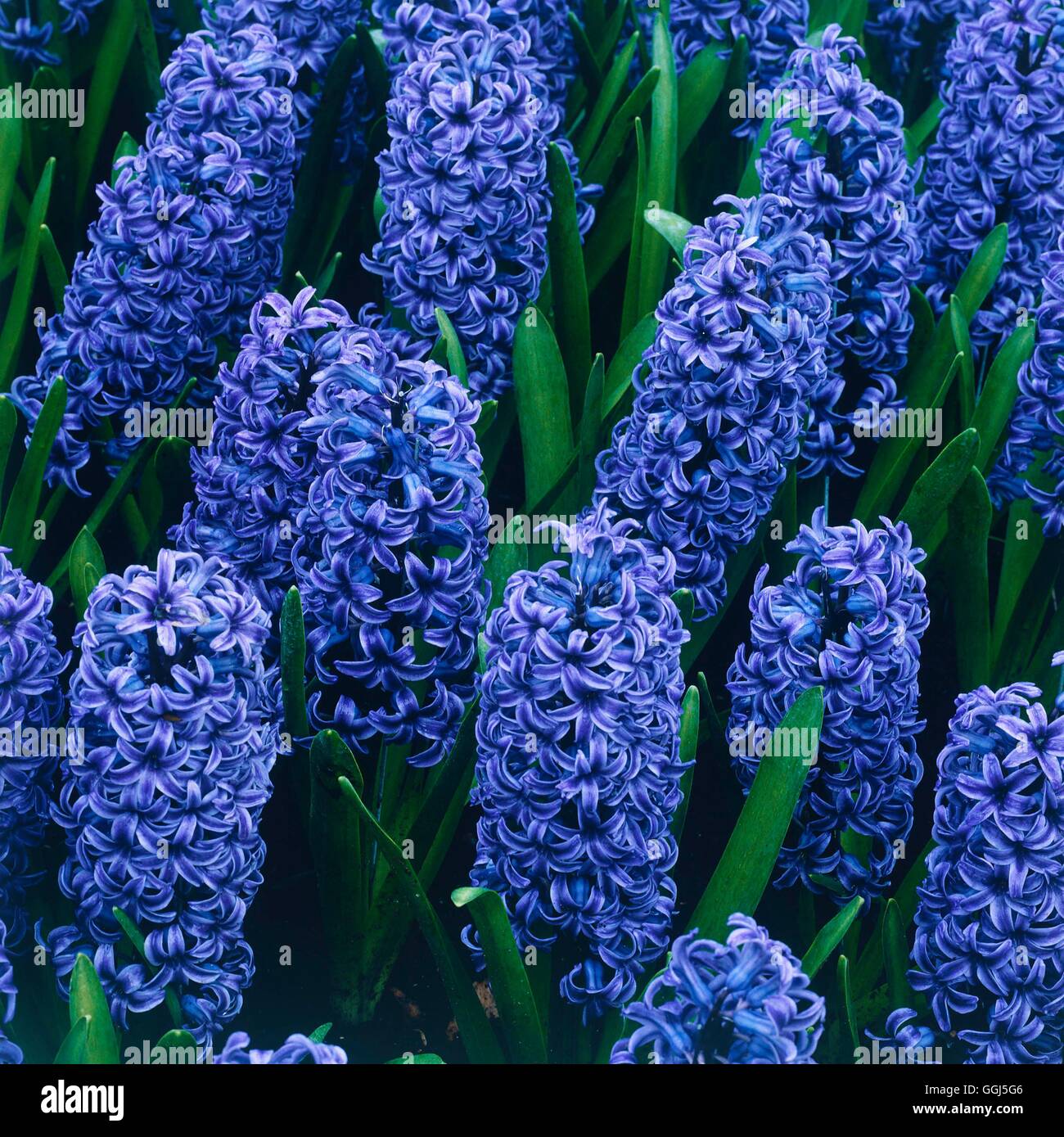 Hyacinthus orientalis - `Blue Jacket' AGM BUL077468 Stock Photo - Alamy