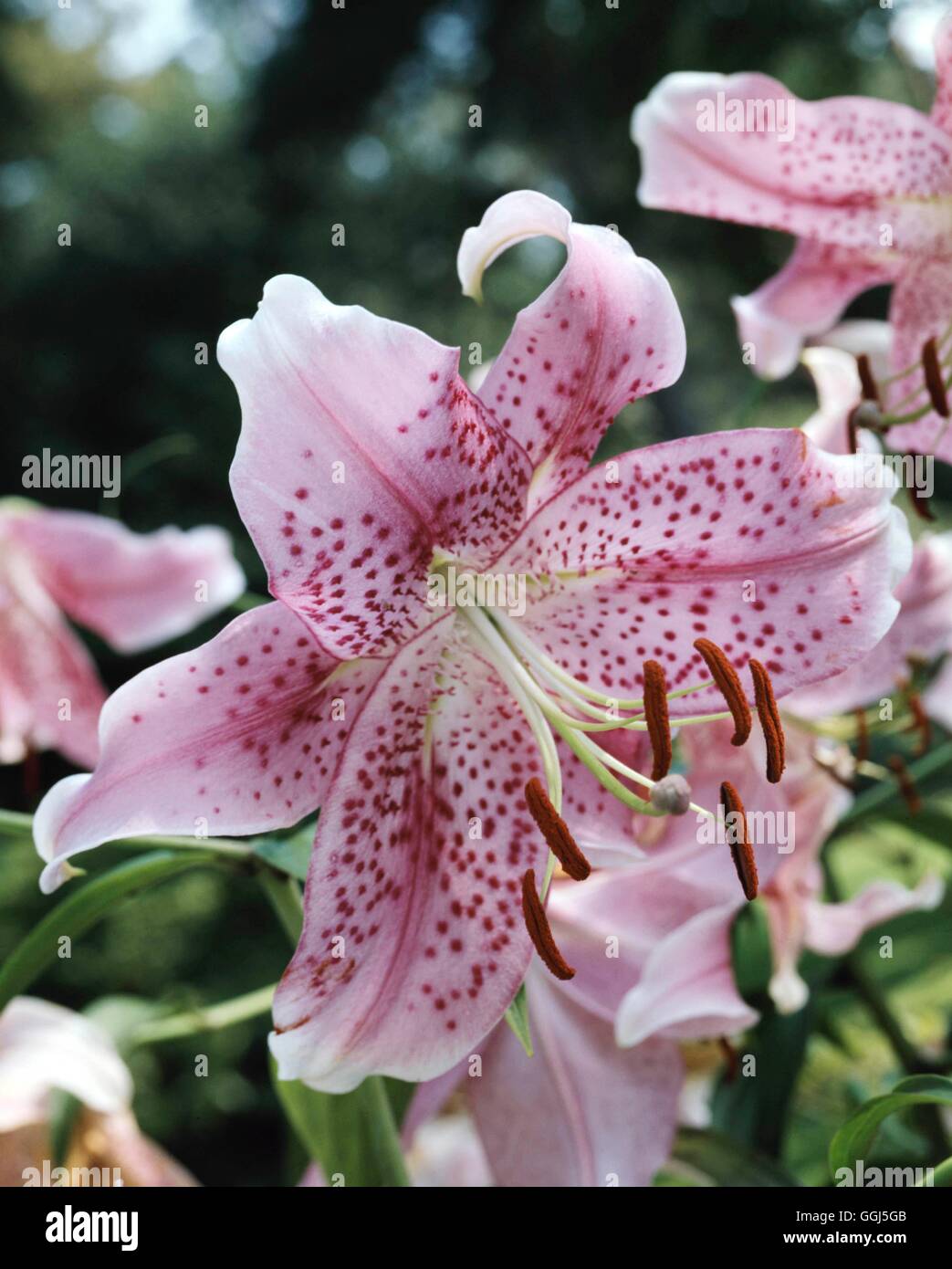 Lilium - `Cover Girl' BUL078722 Stock Photo - Alamy