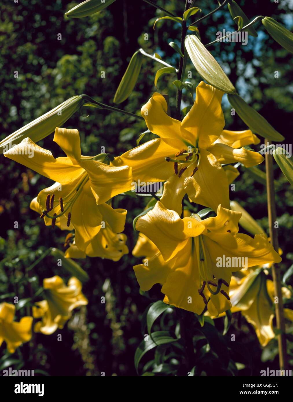 Gold lily hi-res stock photography and images - Alamy