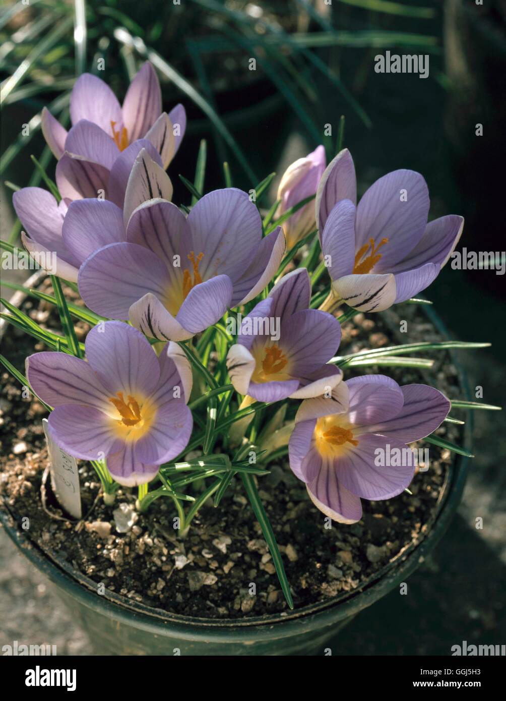 Crocus imperati BUL080336 Stock Photo - Alamy