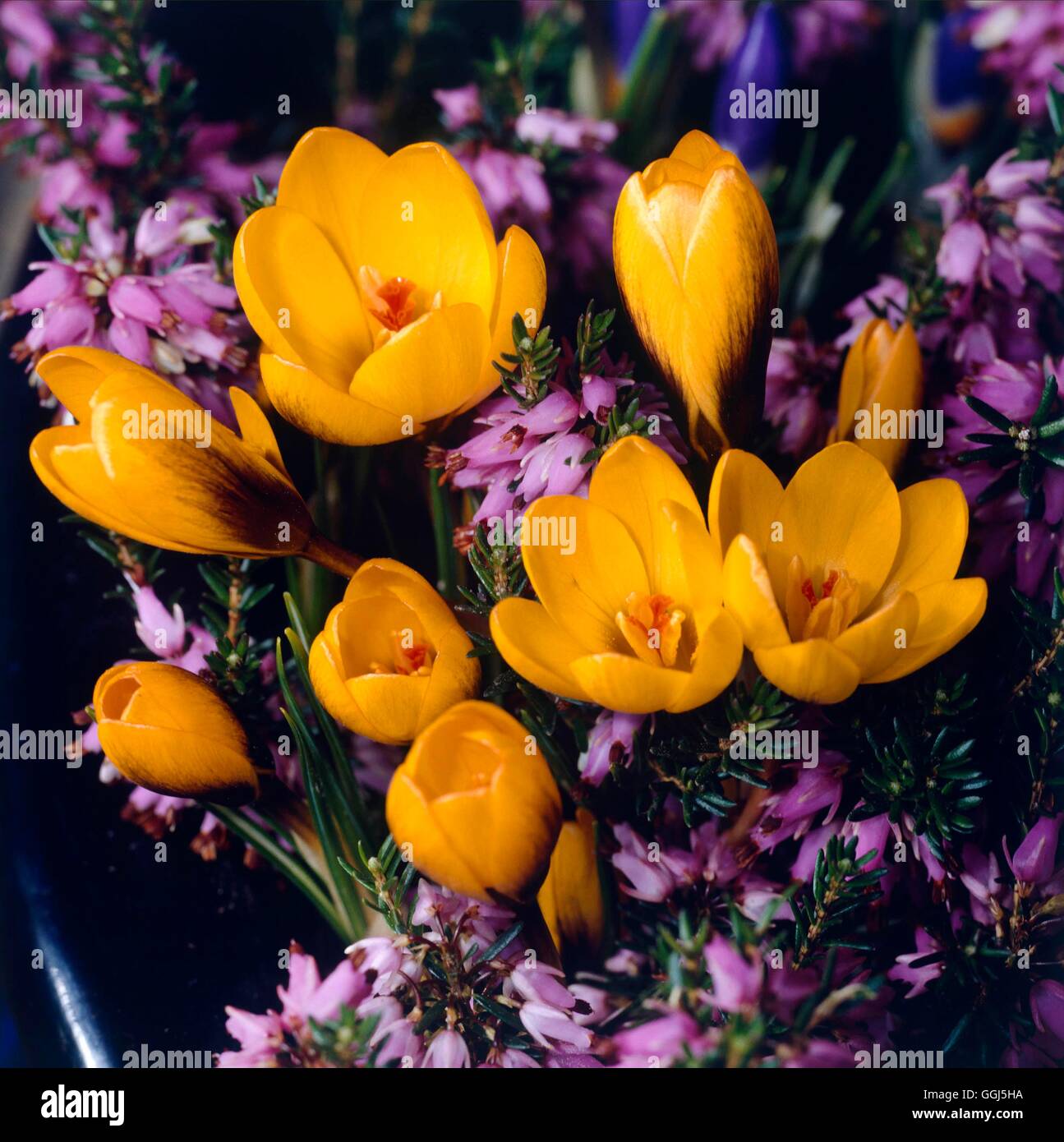 Saturnus hi-res stock photography and images - Alamy