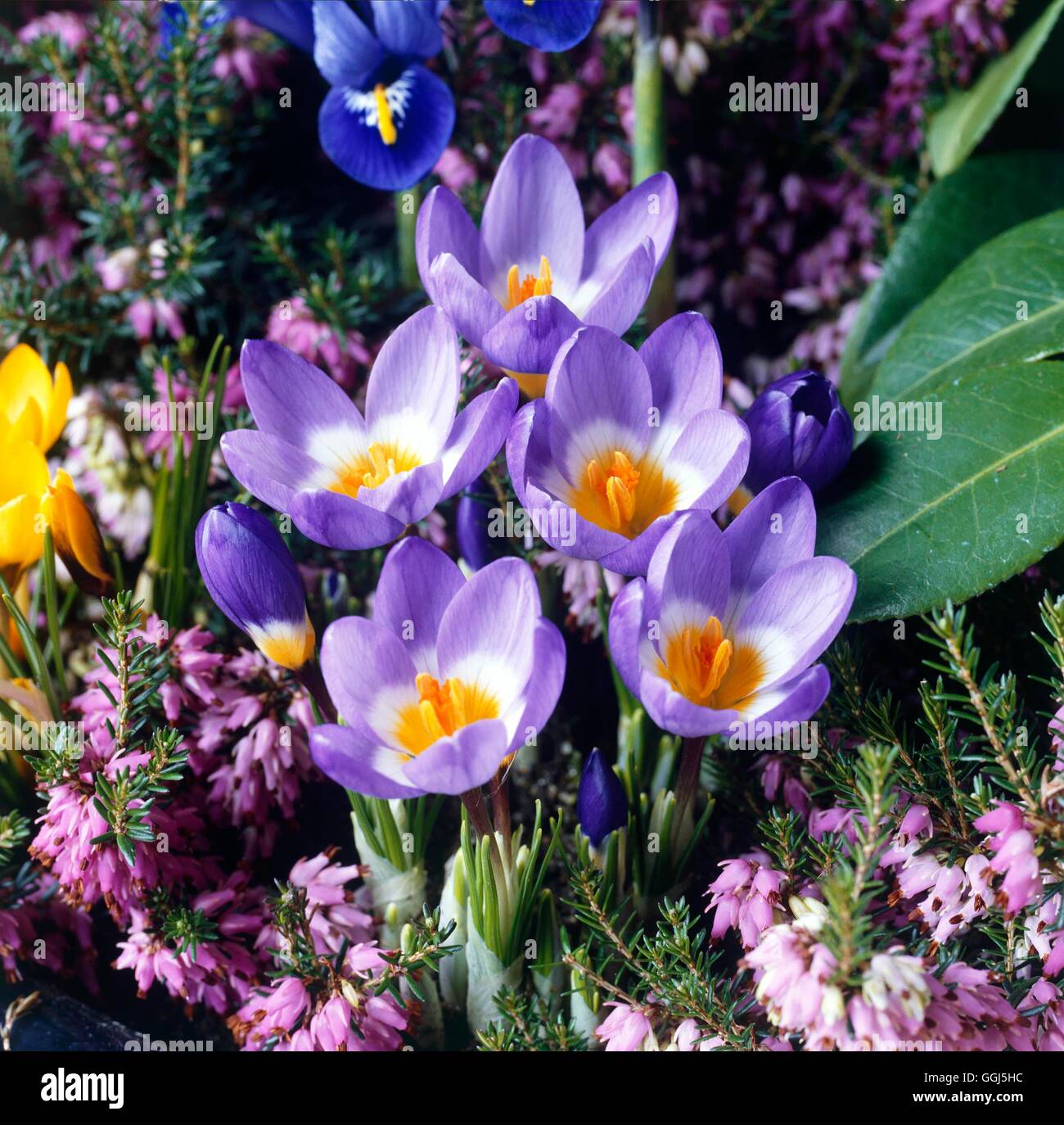 Crocus sieberi - subsp. sublimis `Tricolor' AGM BUL081711 Stock Photo ...